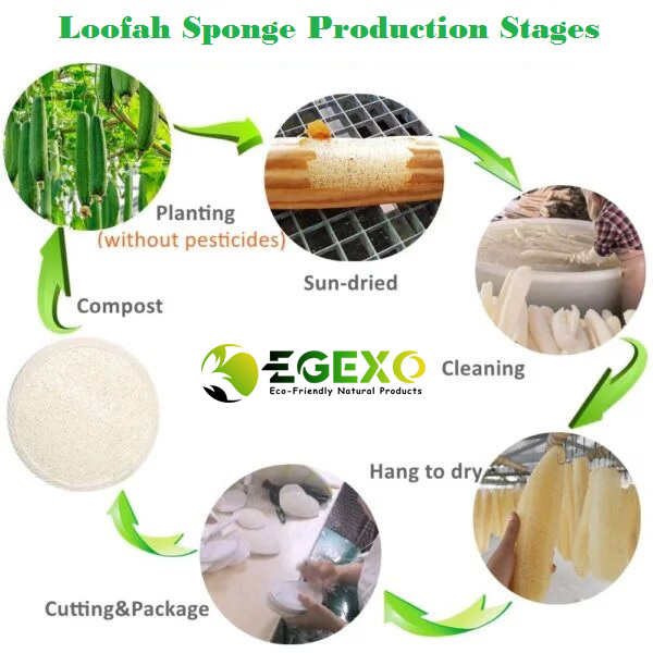 EGEXO - Egyptian Eco-Friendly Natural Loofah Sponges