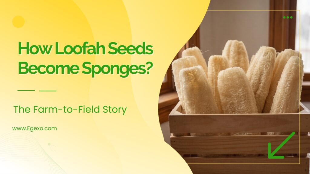 How to Use a Loofah: Complete Guide & When to Use Sponges